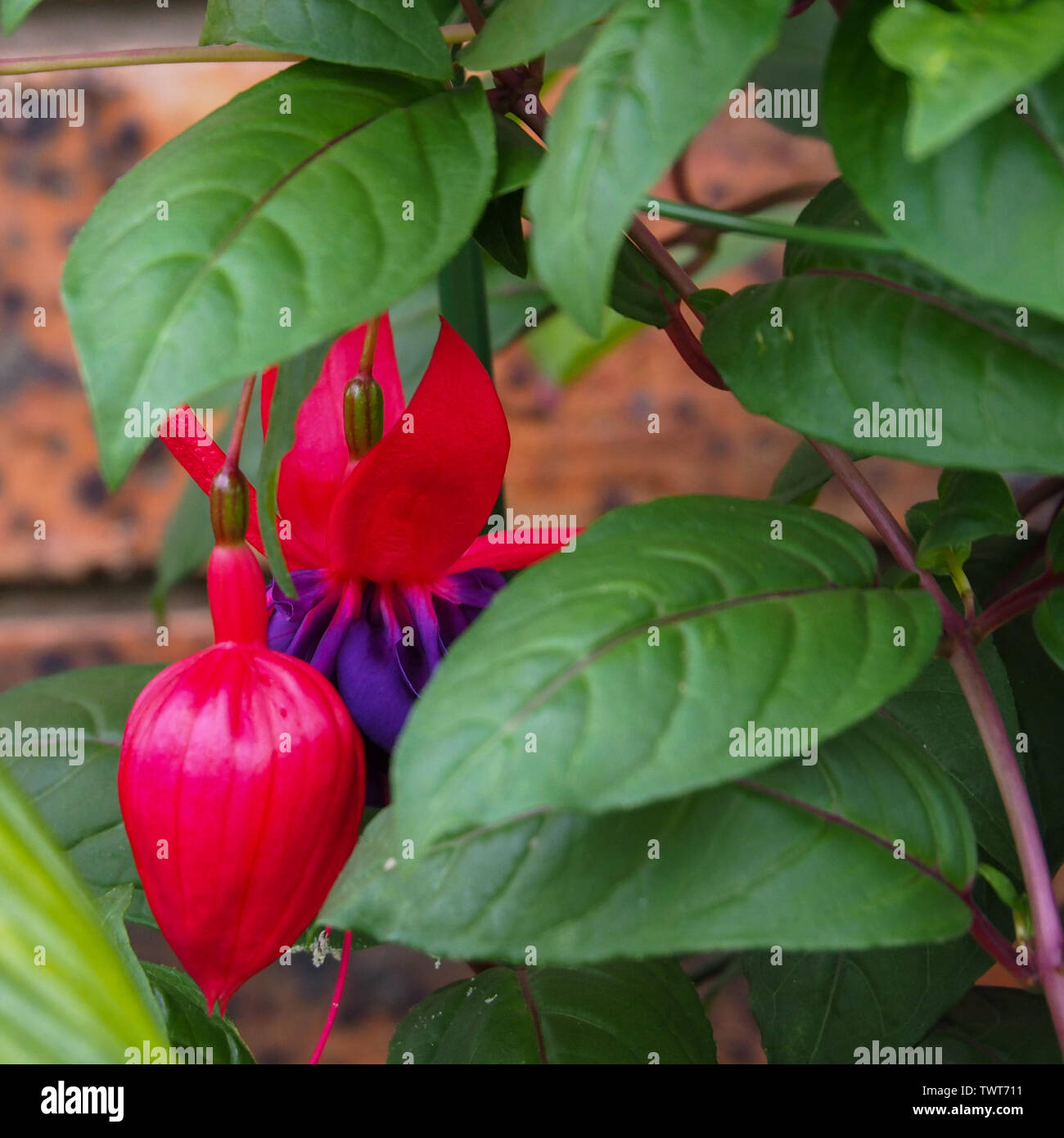 Vibrant red and purple Fuchsia flowers and green leaves, pot plant ...