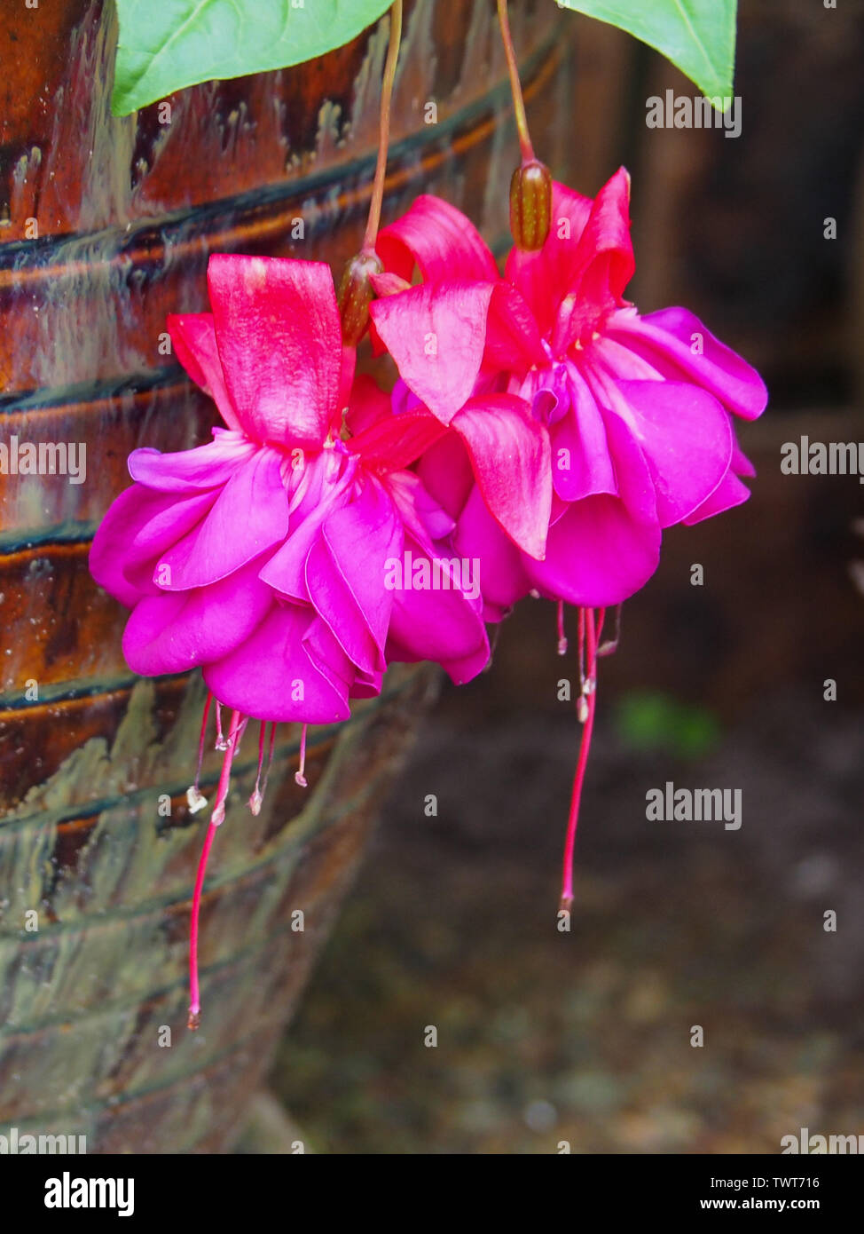 Hot Pink Fuchsias and red Fuchsia flowers hanging down from the pot ...