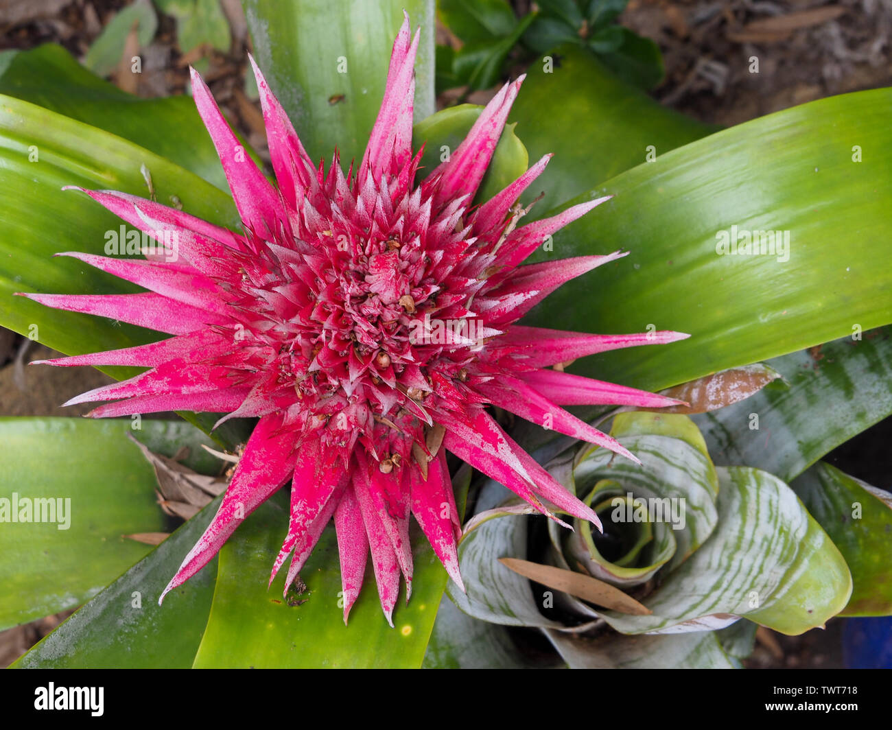 Pointy petals on a Star-like pink flower of the Bromeliad plant Stock ...