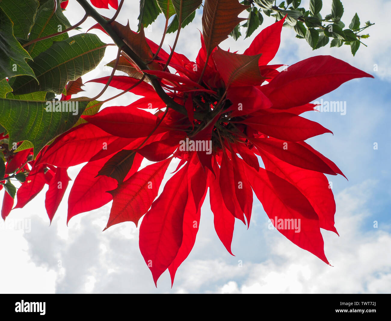 Hot red bracts hi-res stock photography and images - Alamy