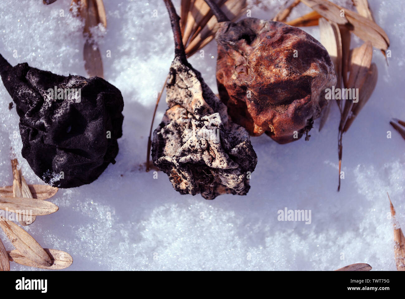 Death Pear High Resolution Stock Photography and Images - Alamy