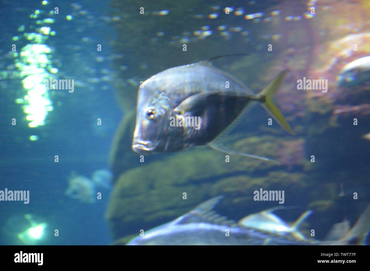 Lockdown fish Selene dorsalis Atlantic, aquarium Berlin Germany Stock ...
