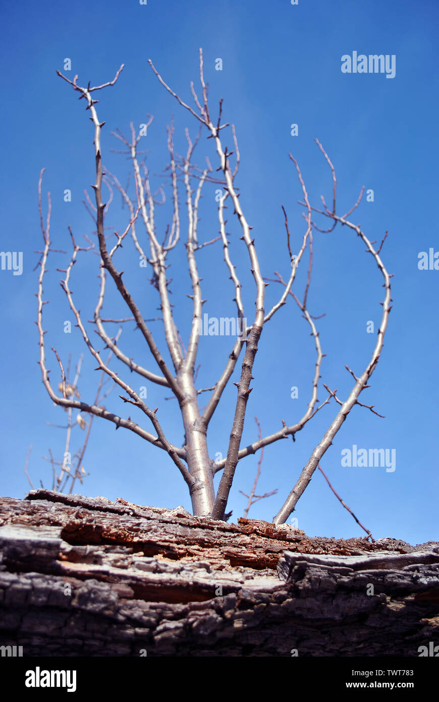 Apple tree shabby stump close up detail, young tree without leaves ...