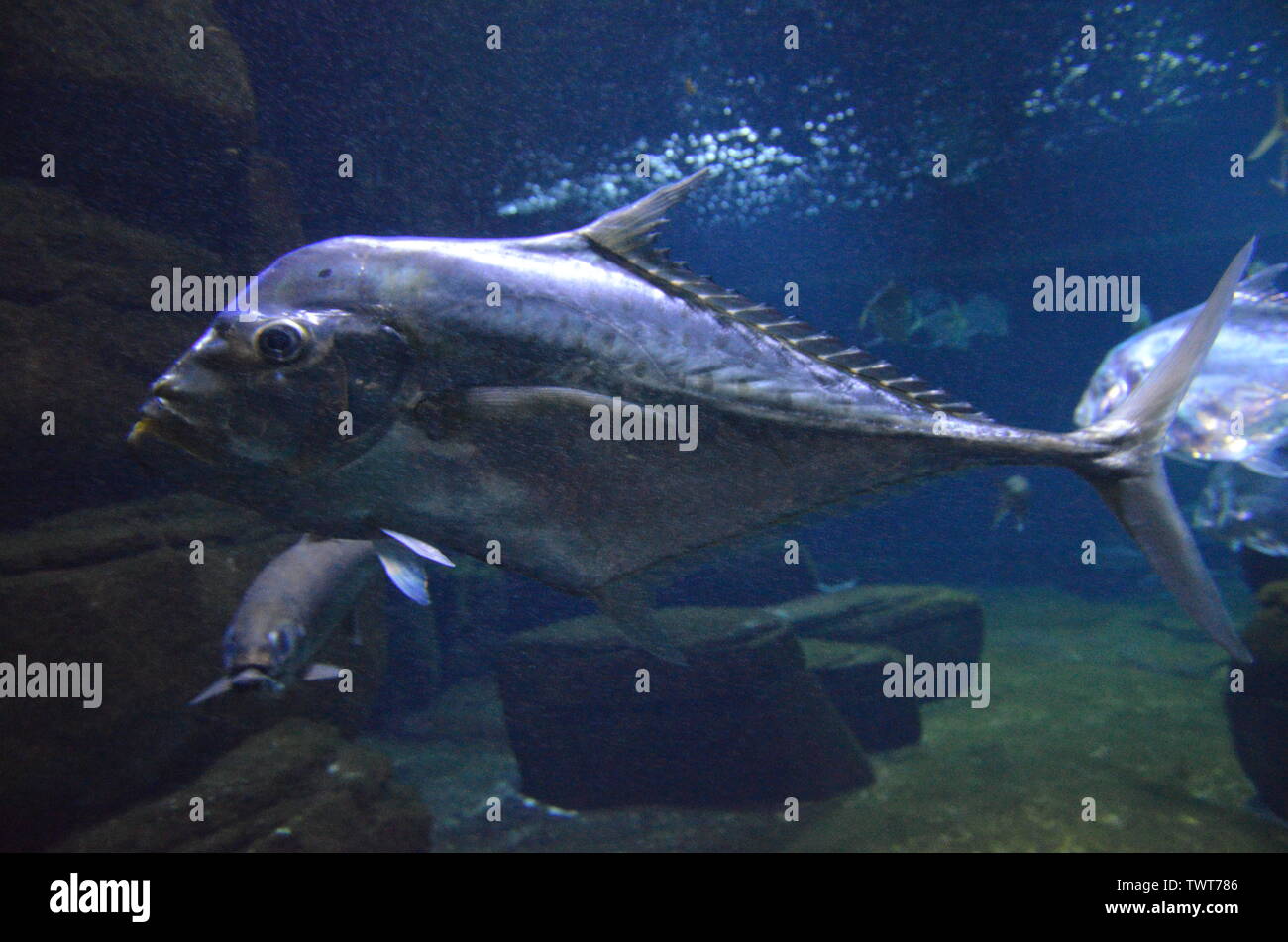 Lockdown fish Selene dorsalis Atlantic, aquarium Berlin Germany Stock ...