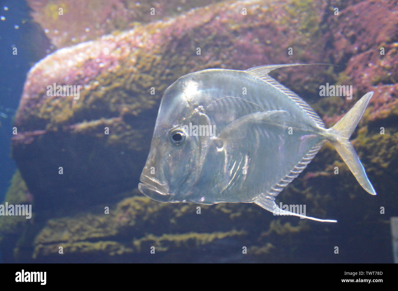 Lockdown fish Selene dorsalis Atlantic, aquarium Berlin Germany Stock ...