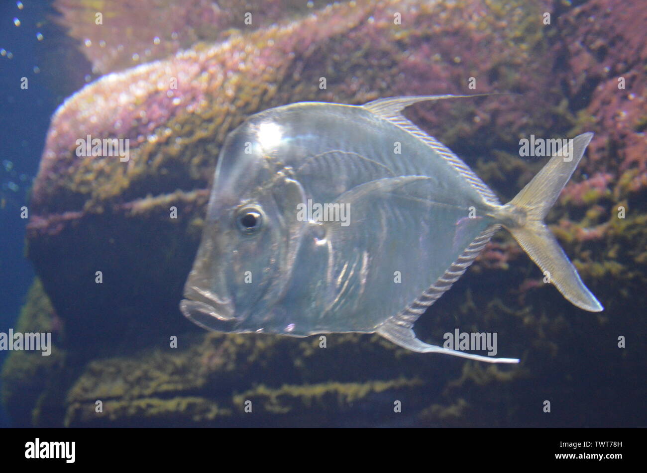 Selene Dorsalis High Resolution Stock Photography and Images - Alamy