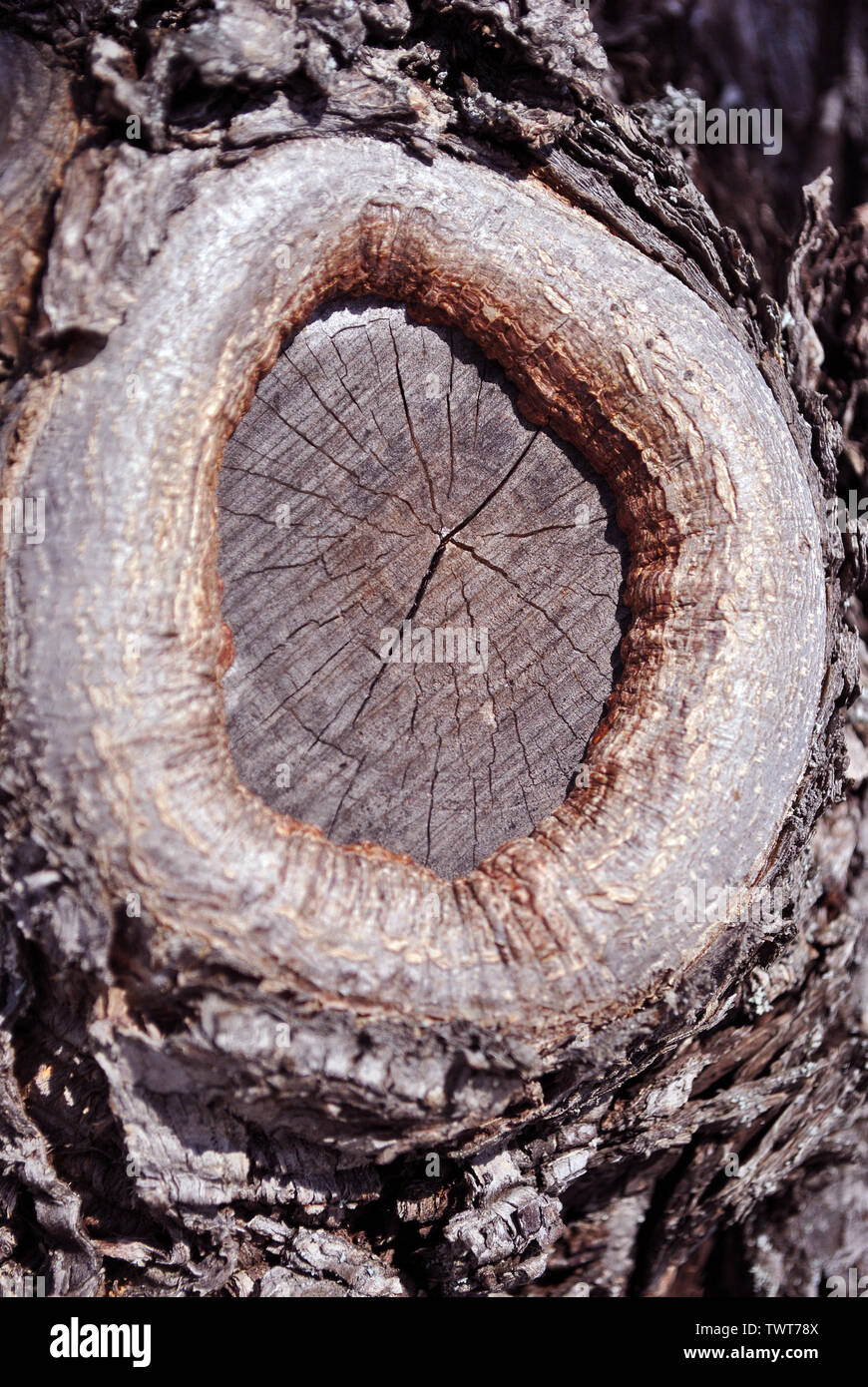 Large old tree stump texture close up with sawn branch close up detail ...