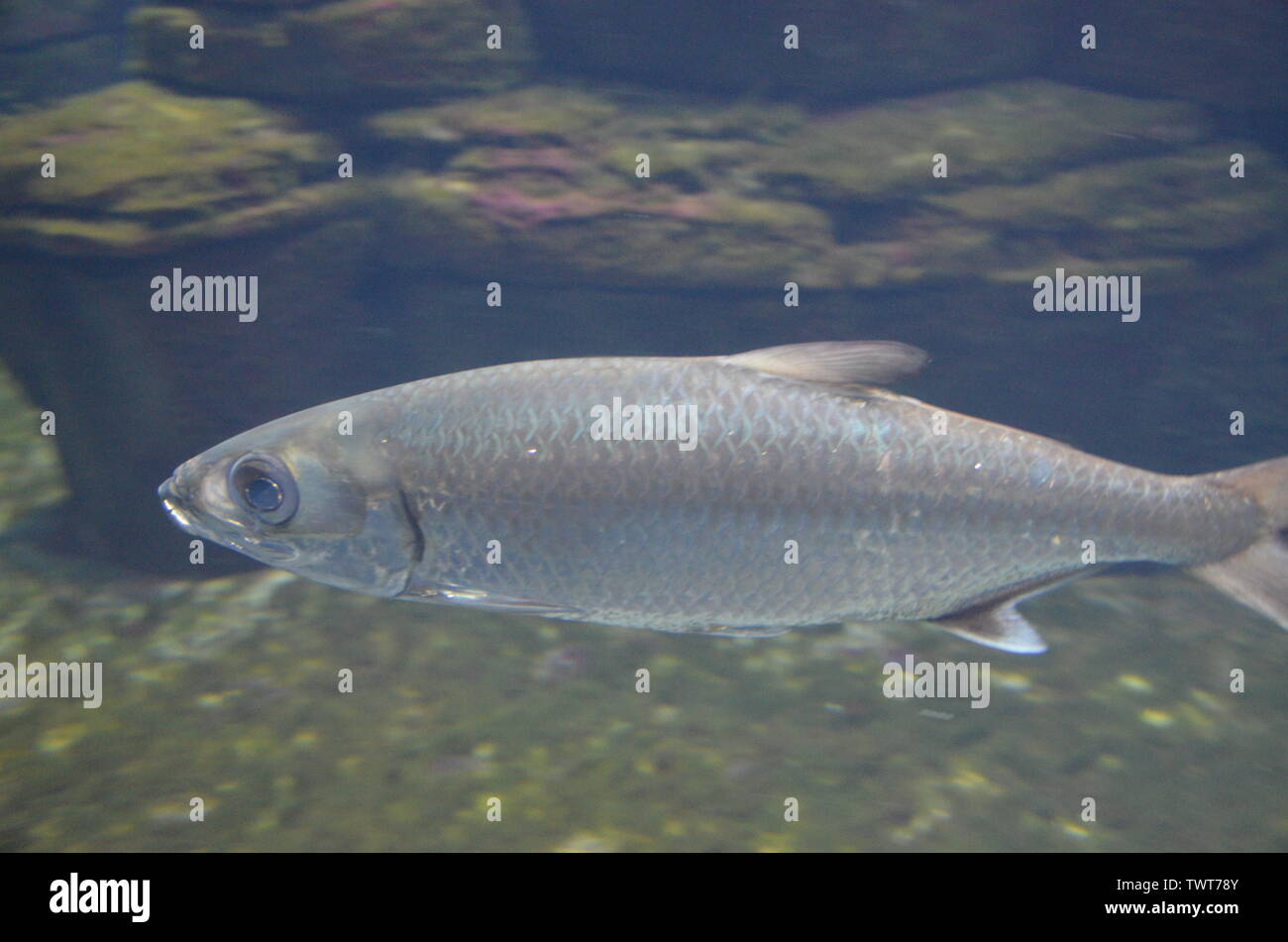 Lockdown fish Selene dorsalis Atlantic, aquarium Berlin Germany Stock ...