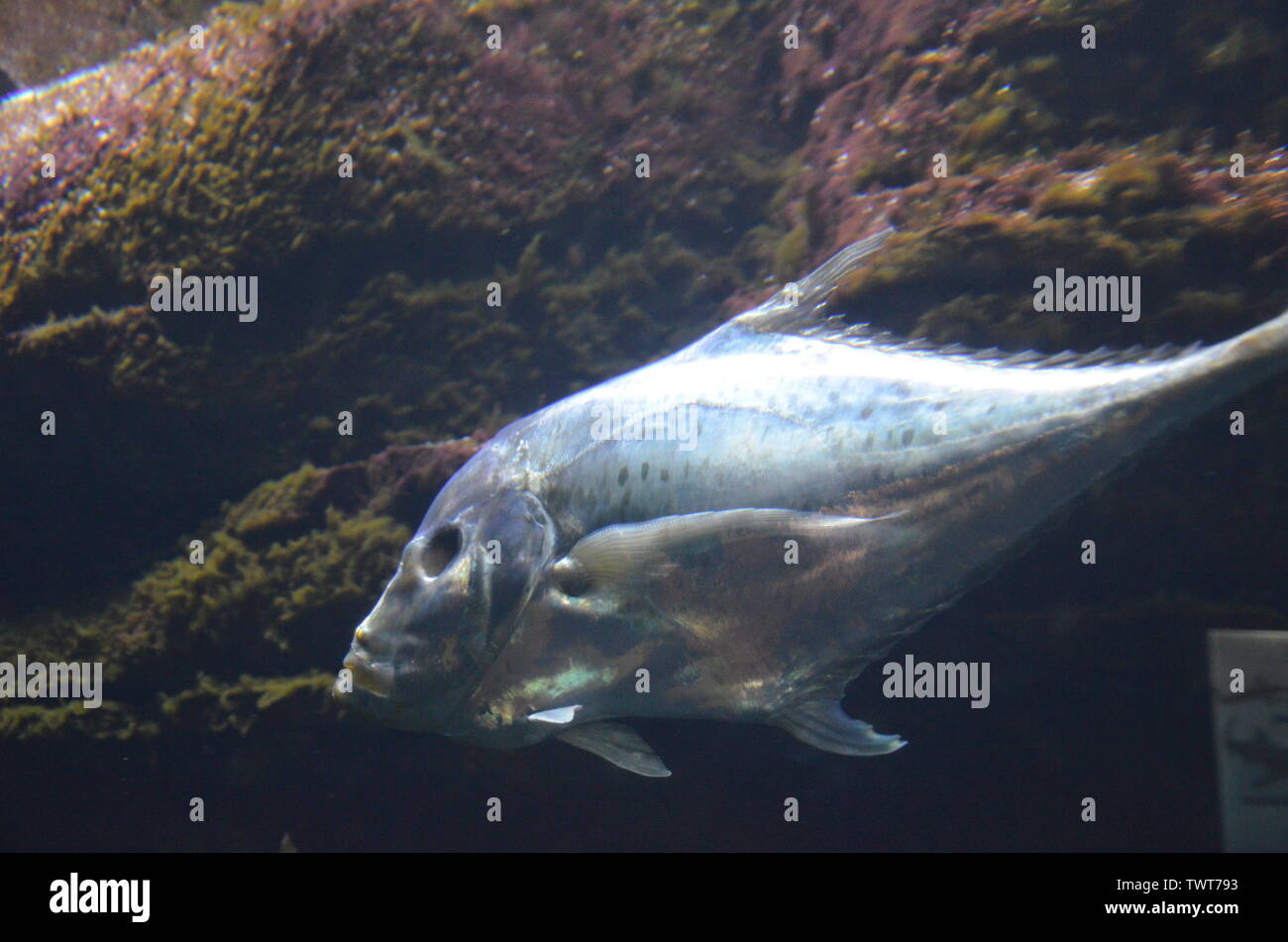 Lockdown fish Selene dorsalis Atlantic, aquarium Berlin Germany Stock ...