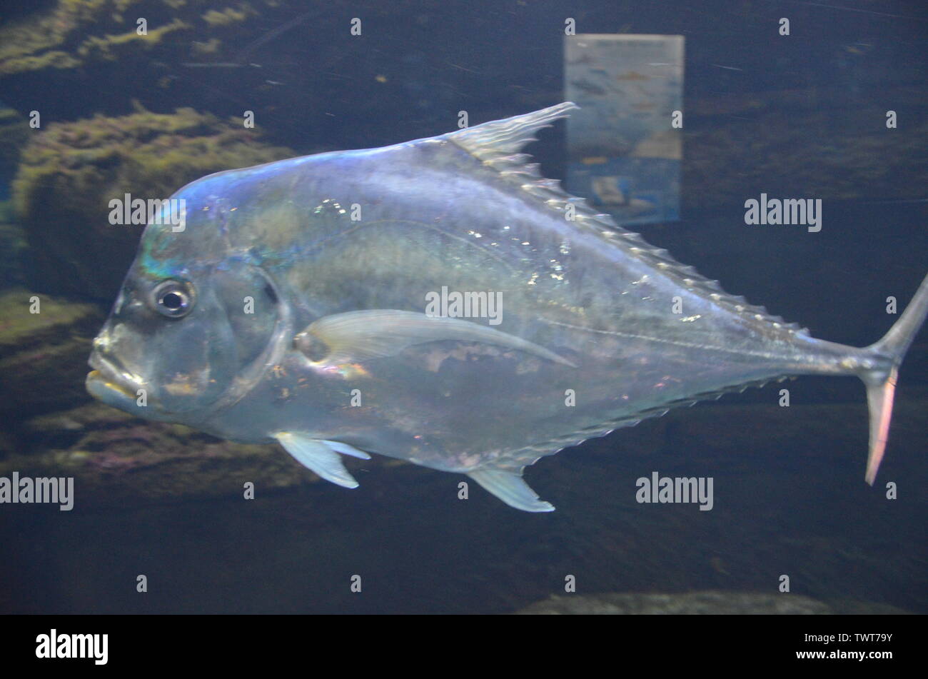 Lockdown fish Selene dorsalis Atlantic, aquarium Berlin Germany Stock ...