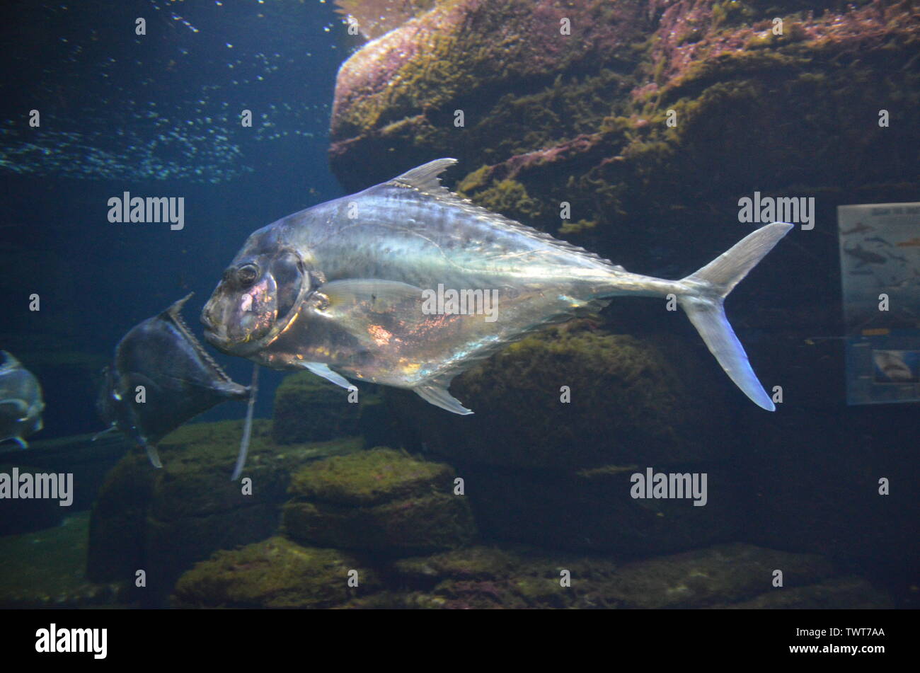 Lockdown fish Selene dorsalis Atlantic, aquarium Berlin Germany Stock ...