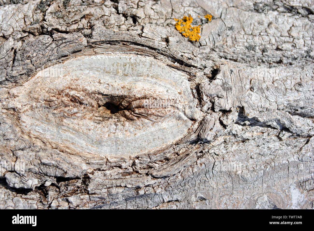 Aspen tree trunk bark with yellow moss, horizontal background texture ...