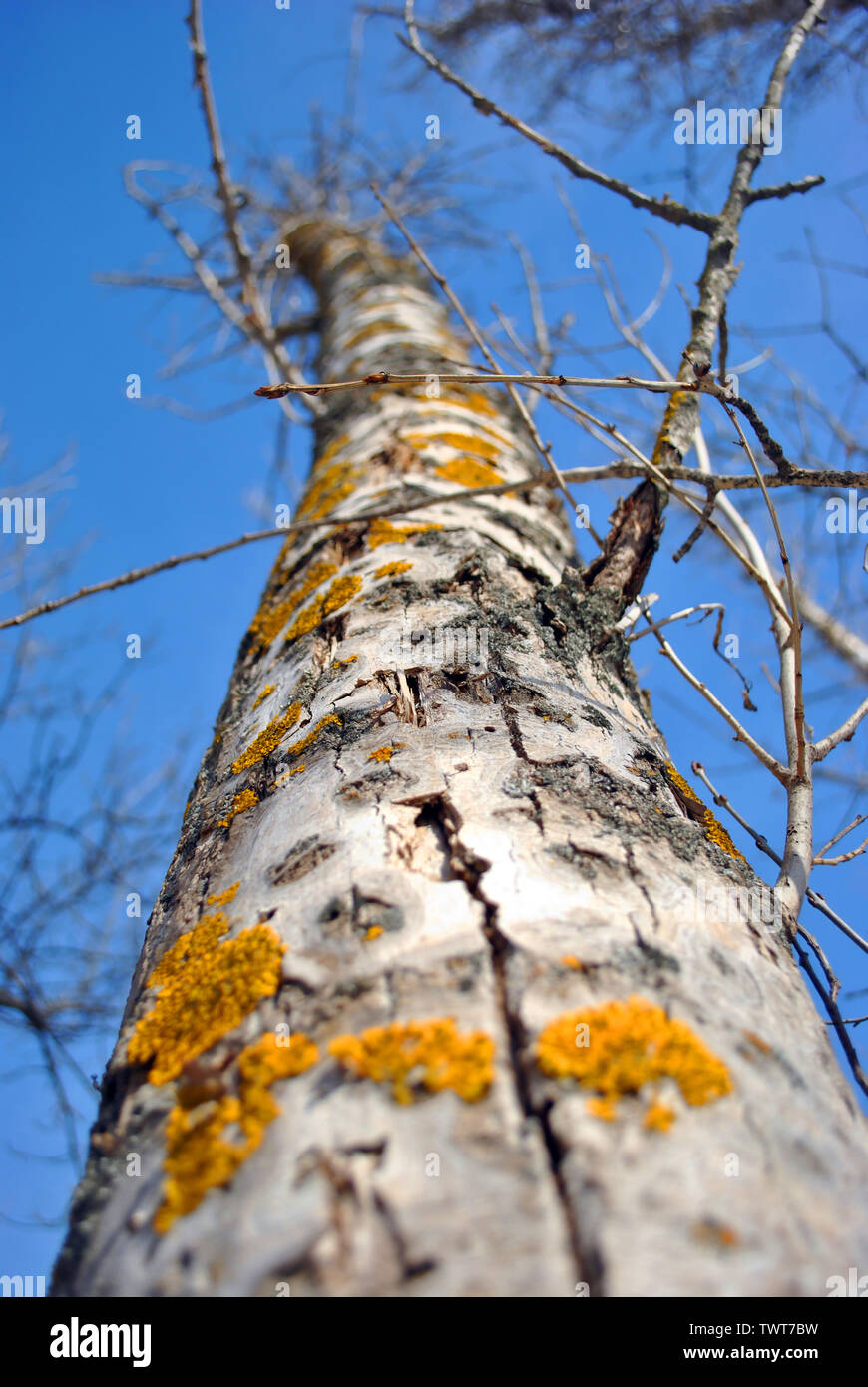 Aspen tree trunk bark with yellow moss on blue sky background, texture ...
