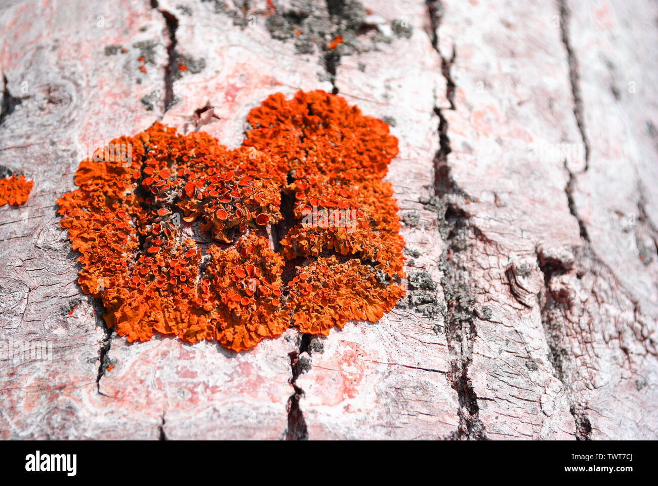 Aspen tree trunk bark with bright red moss, horizontal background ...