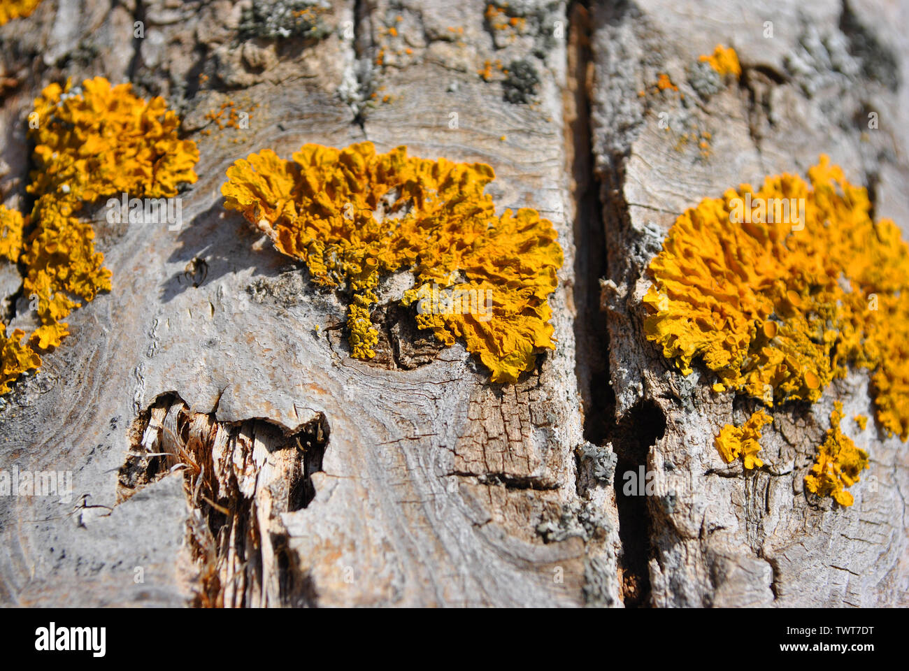 Aspen tree trunk bark with yellow moss, horizontal background texture ...
