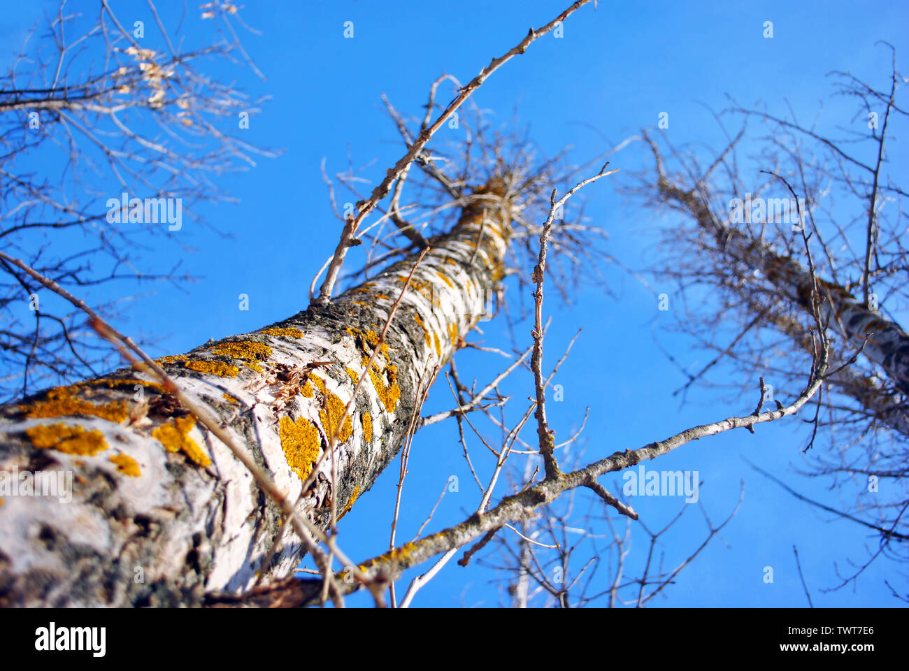Aspen tree trunks bark with yellow moss on blue sky background, texture ...