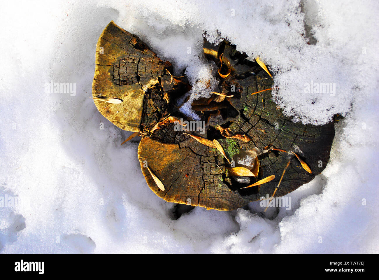 Weird tree sawn stump with acer seeds on snowy meadow, top view Stock ...