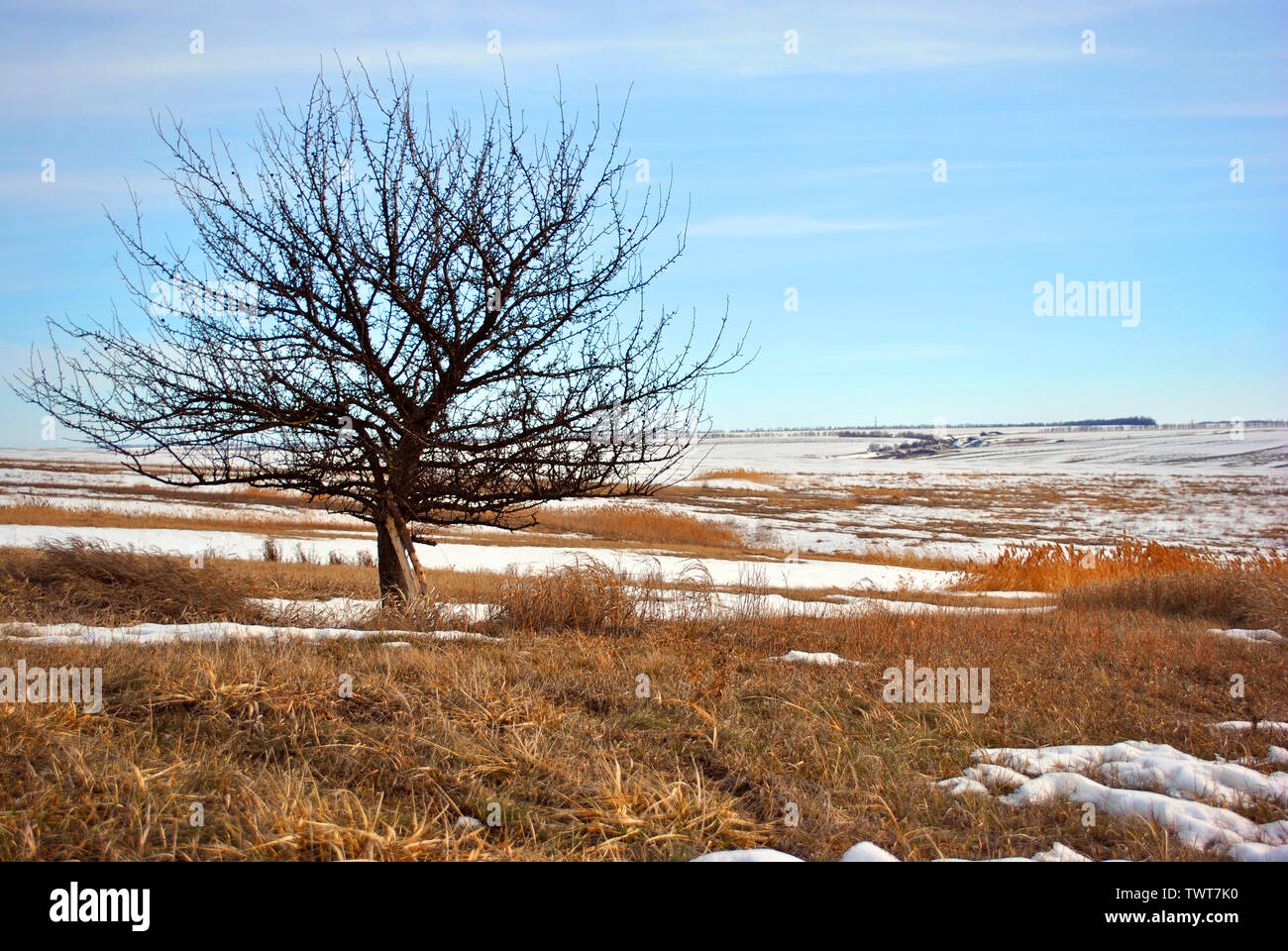 Apple tree without leaves on the snowy hill with dry grass, winter ...