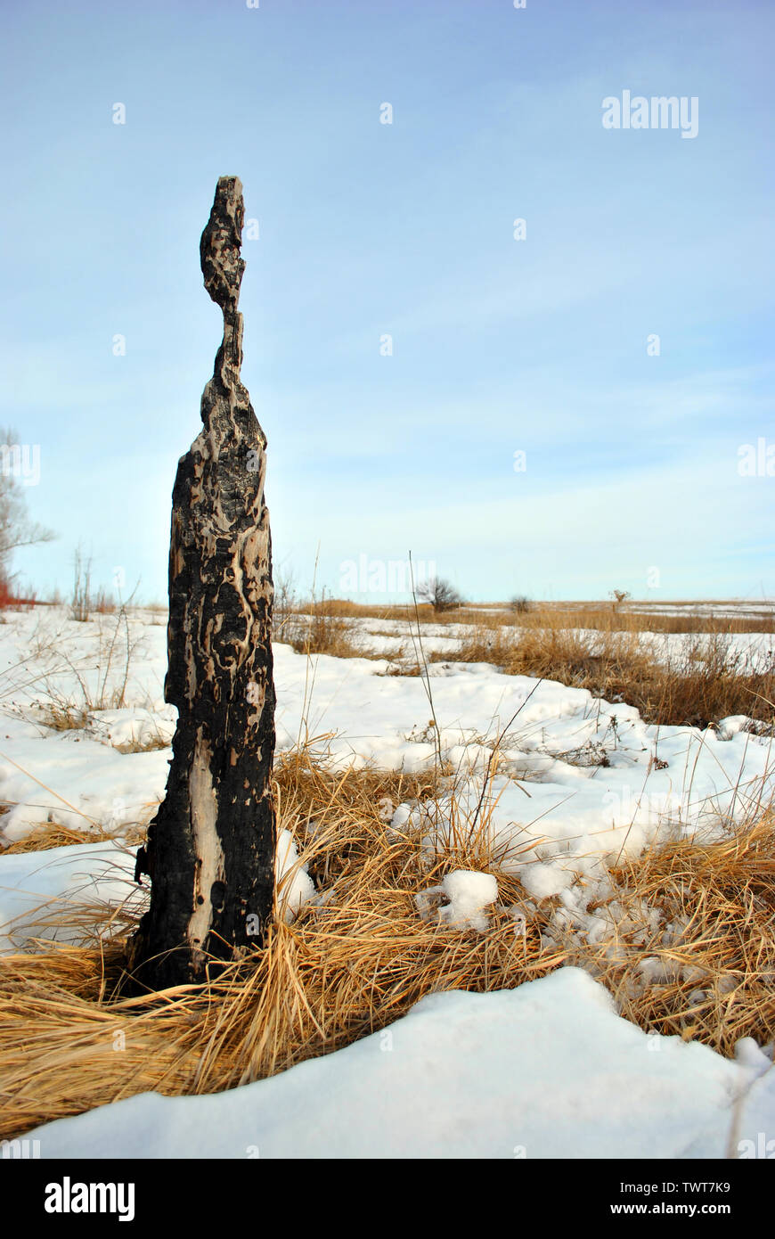 Black burned tree stump hi-res stock photography and images - Alamy