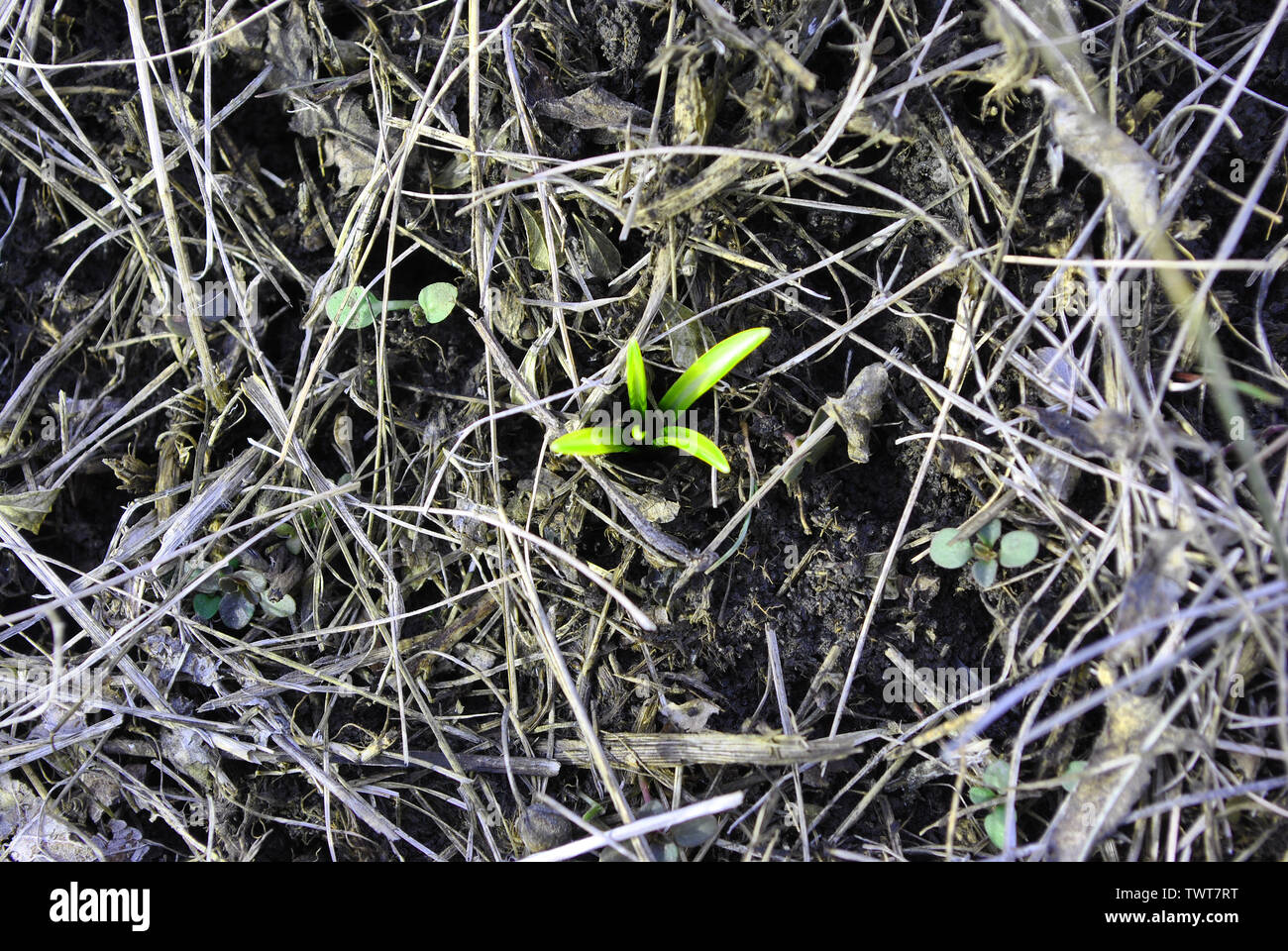 First spring sprouts of plant growing on background of dry grass, top ...