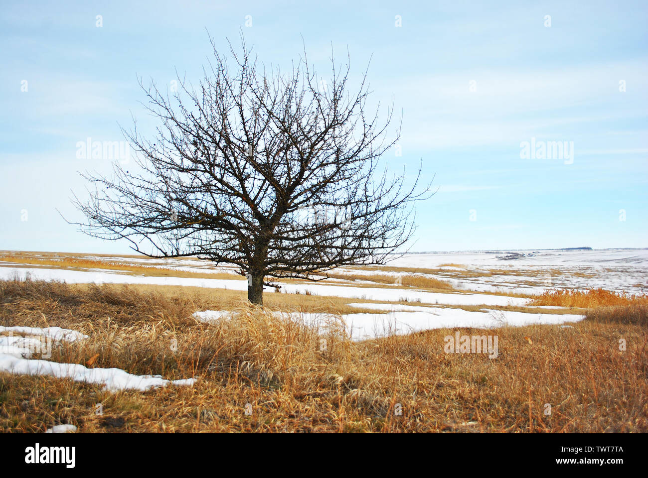 Apple tree without leaves on the snowy hill with dry grass, winter ...