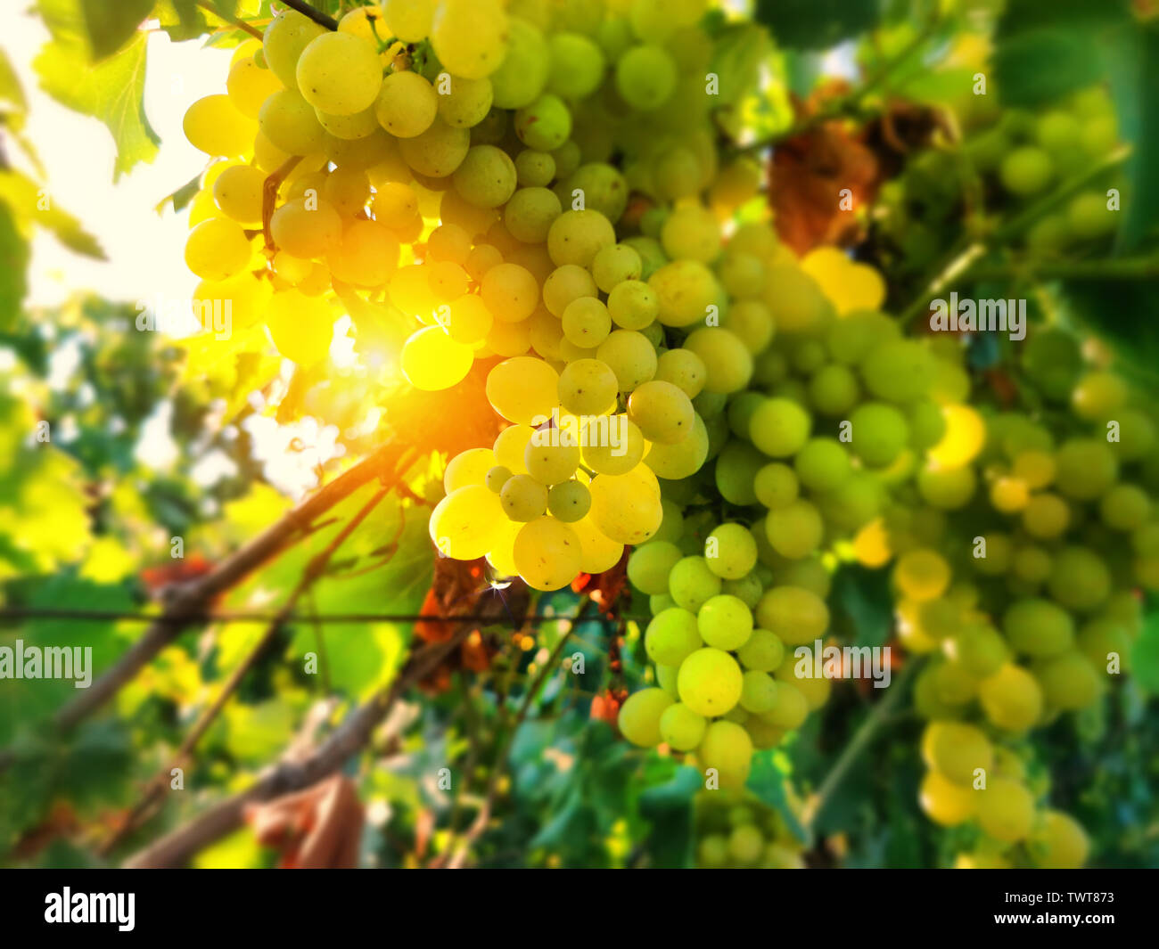 Grapes farming sun hi-res stock photography and images - Alamy