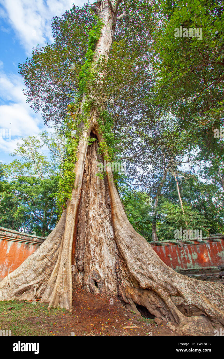 Gaint tree hi-res stock photography and images - Alamy