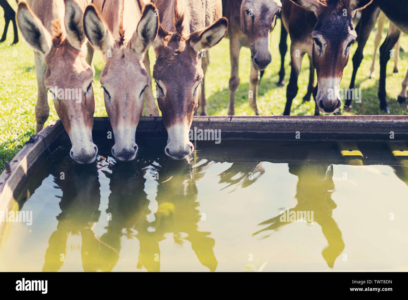 Three donkeys are drinking water in the bucket of water. The other ...