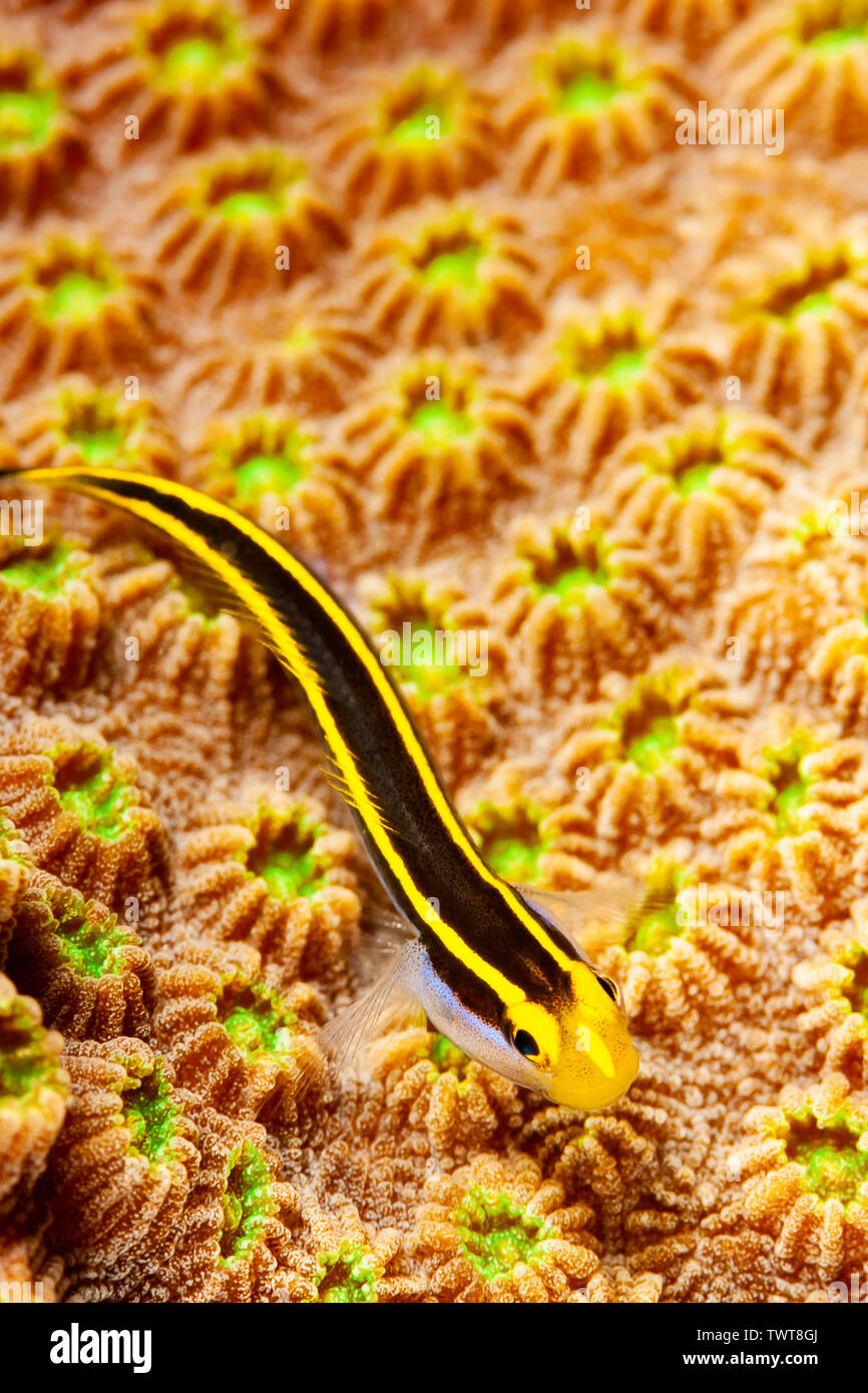 A sharknose cleaner goby, Gobiosoma evelynae, on hard coral polyps ...