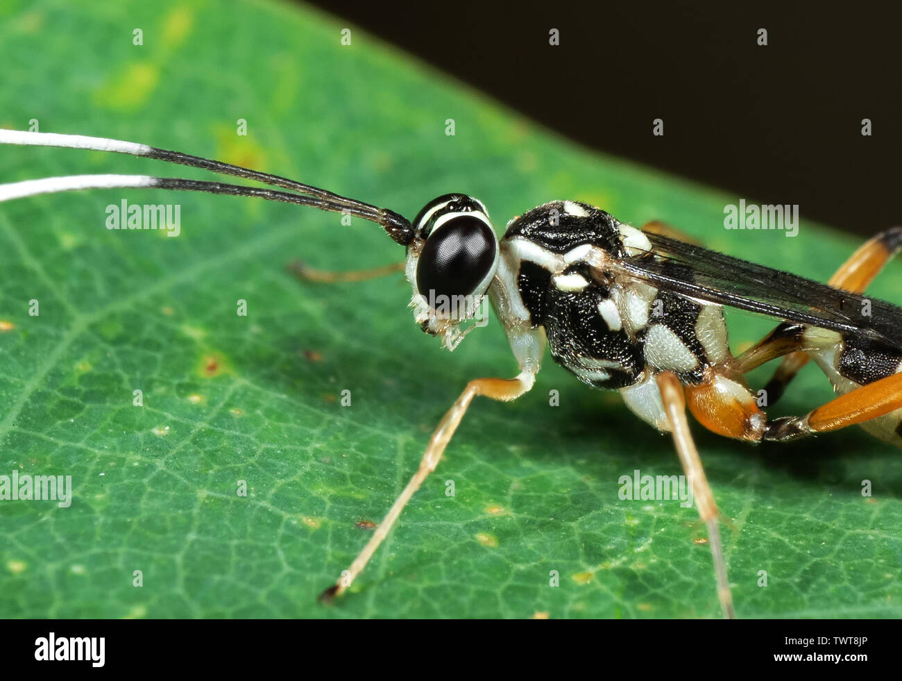 Macro Photography of Ichneumon Wasp with Black and White Antennae on ...