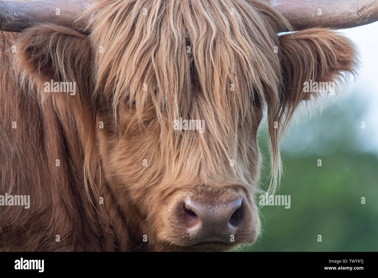 Highland cattle calf ear hi-res stock photography and images - Alamy