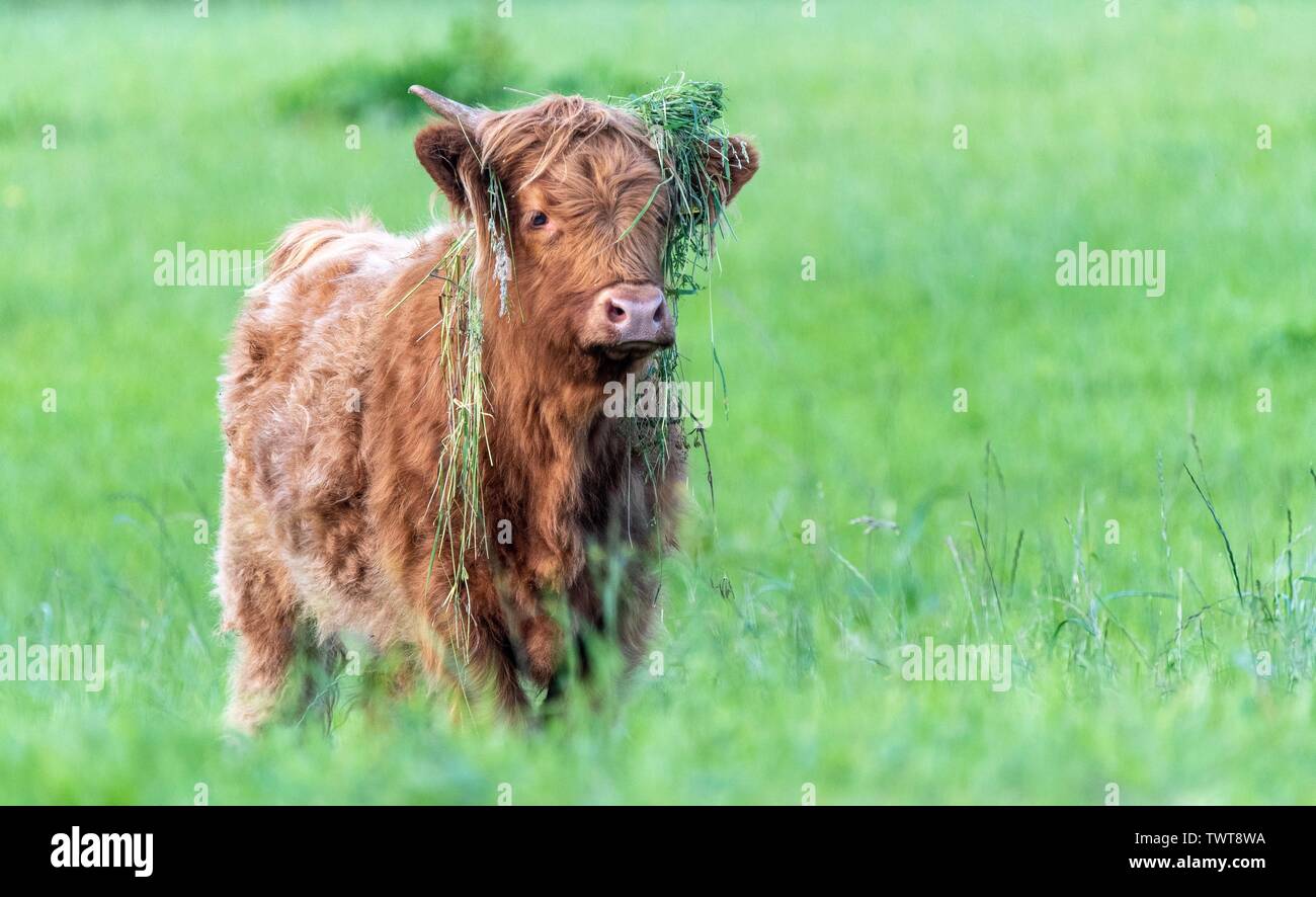 A close up photo of a Highland Cow Stock Photo - Alamy