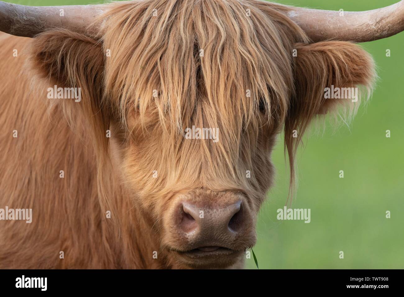 A close up photo of a Highland Cow Stock Photo - Alamy