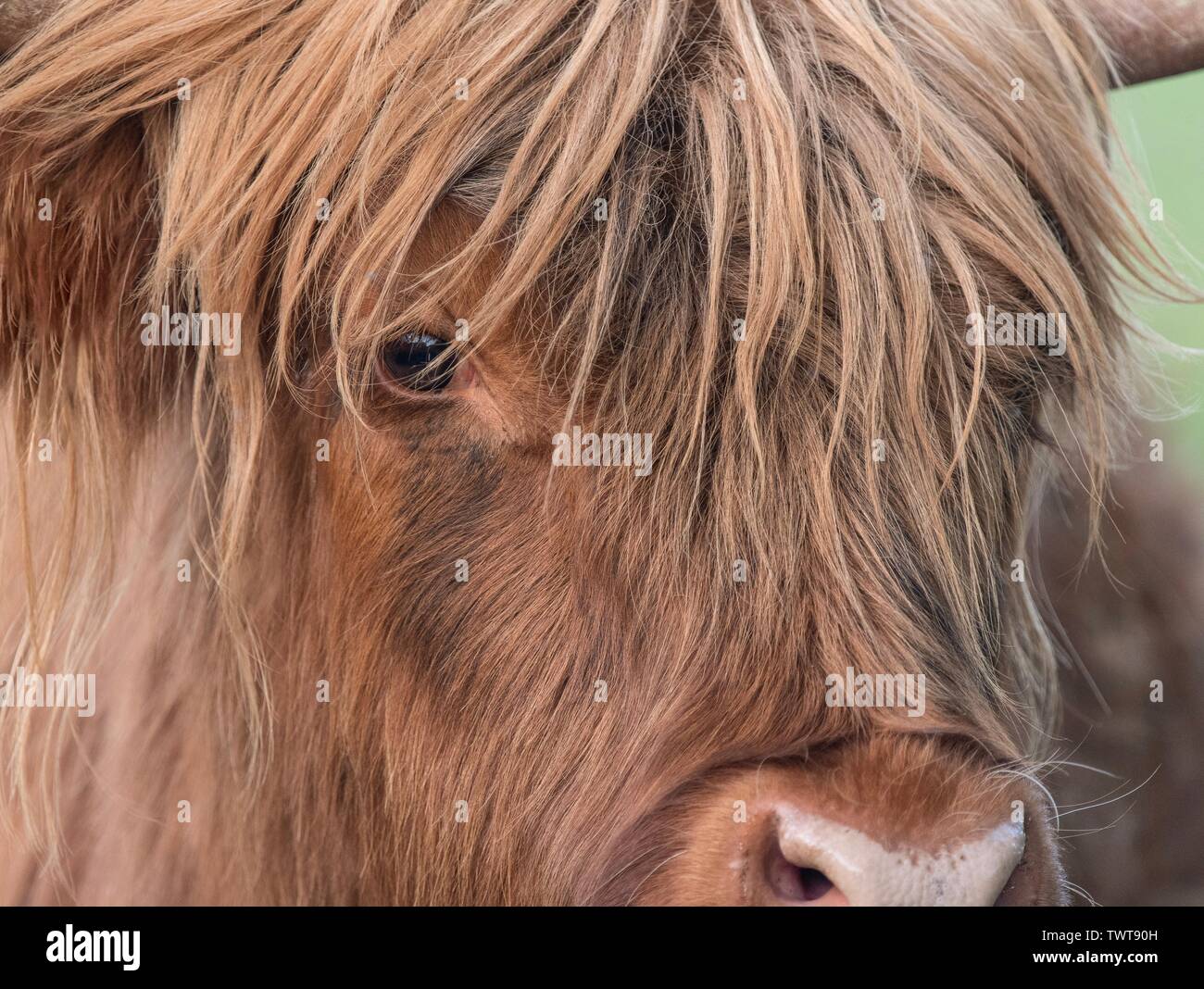 A close up photo of a Highland Cow Stock Photo - Alamy