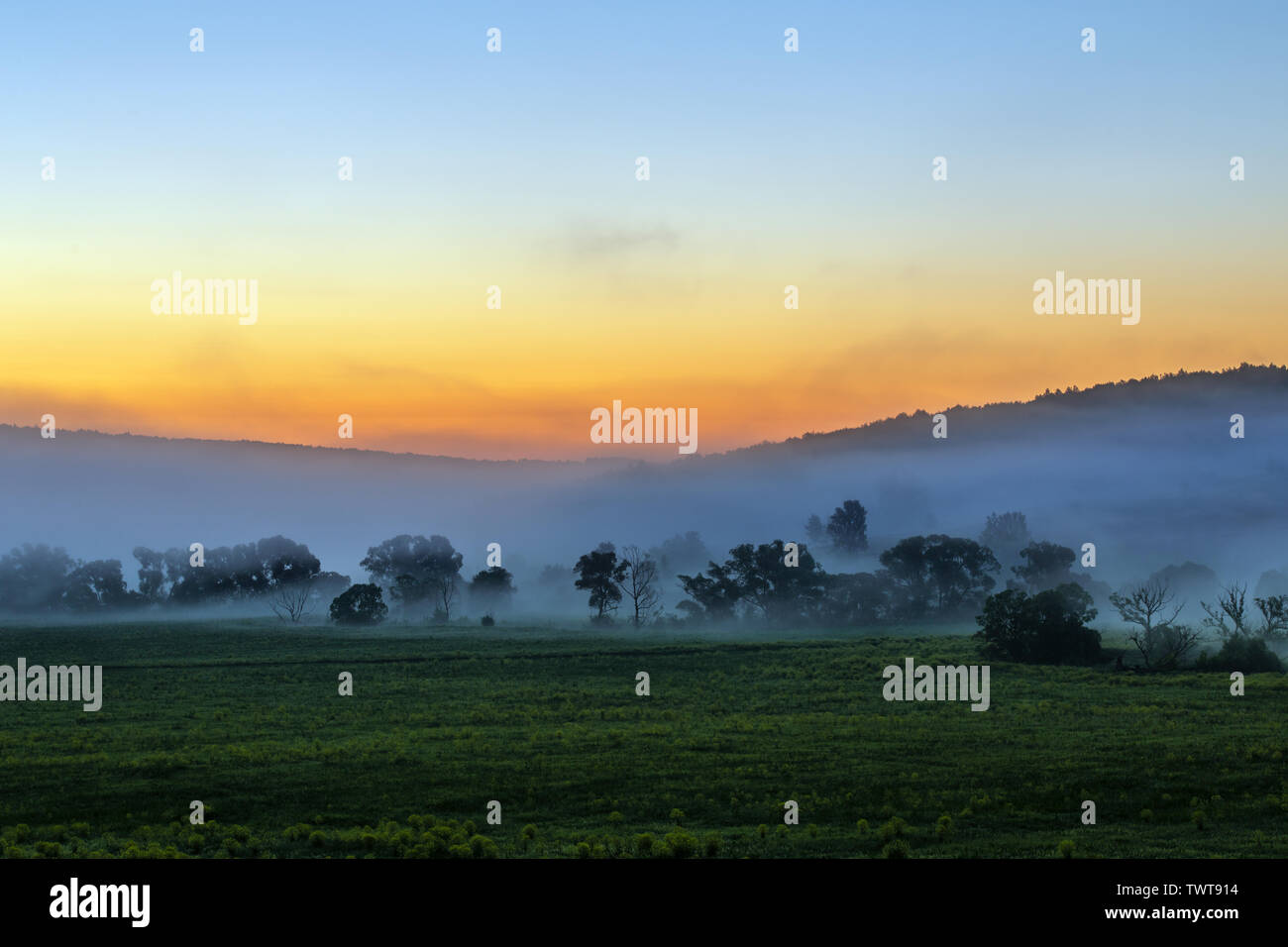 early morning sunrise landscape with bushes in fog near river at summer ...