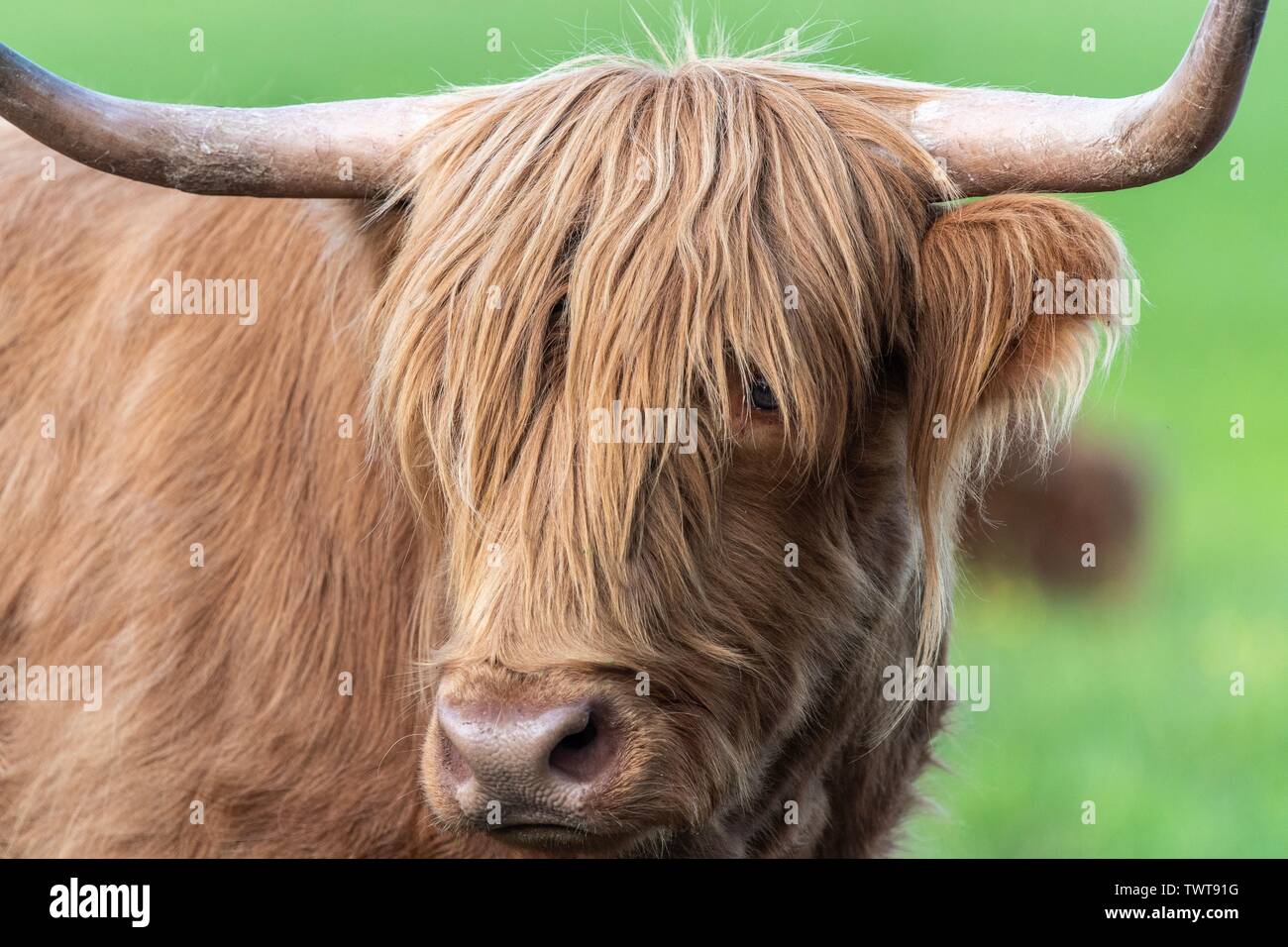 A close up photo of a Highland Cow Stock Photo - Alamy
