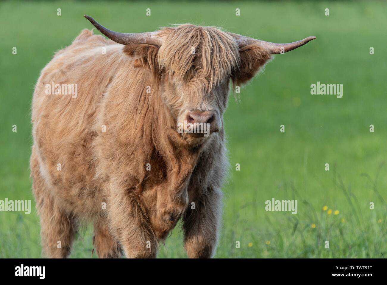A close up photo of a Highland Cow Stock Photo - Alamy