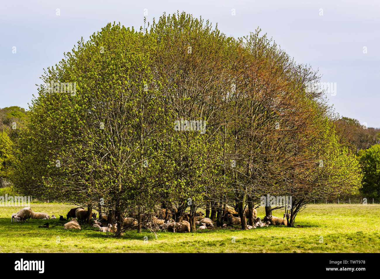 Sheep lying under tree hi-res stock photography and images - Alamy