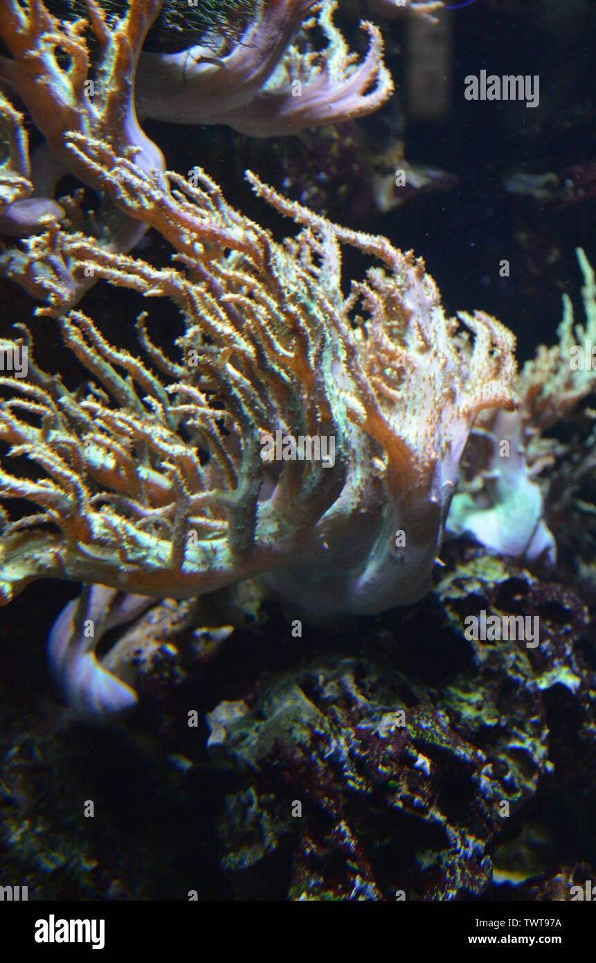Coral in the Berlin Aquarium, Germany Stock Photo - Alamy