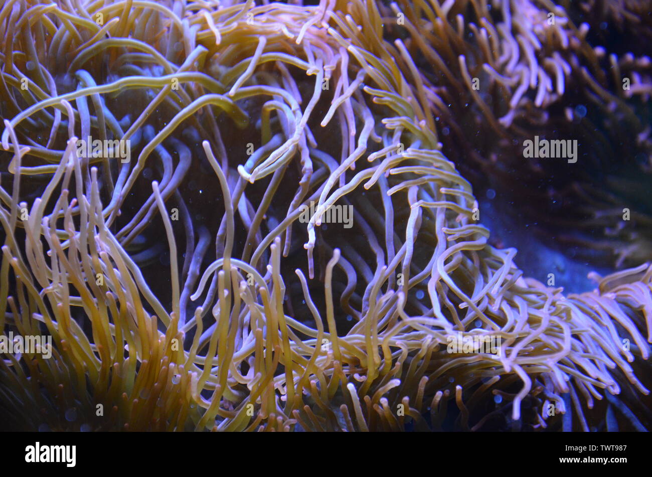 Coral in the Berlin Aquarium, Germany Stock Photo - Alamy