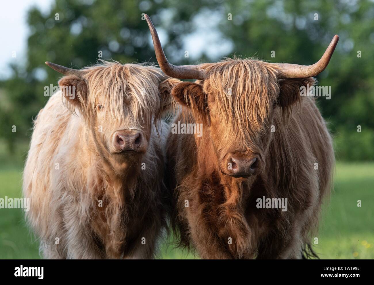 A close up photo of a Highland Cow Stock Photo - Alamy
