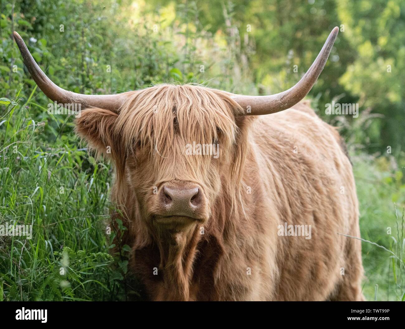 A close up photo of a Highland Cow Stock Photo - Alamy