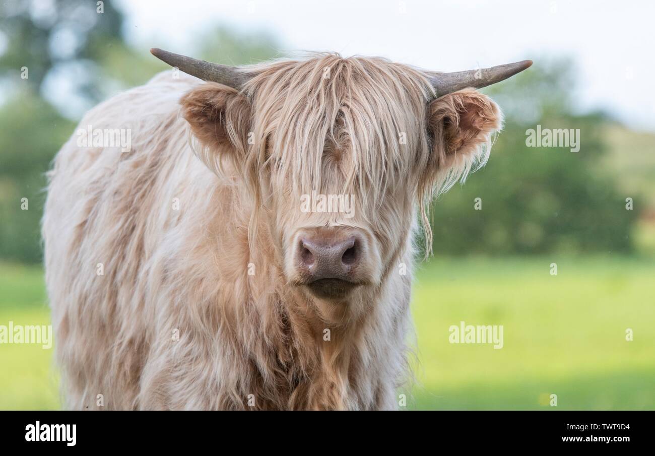 A Close up photo of a Highland Cow Stock Photo - Alamy