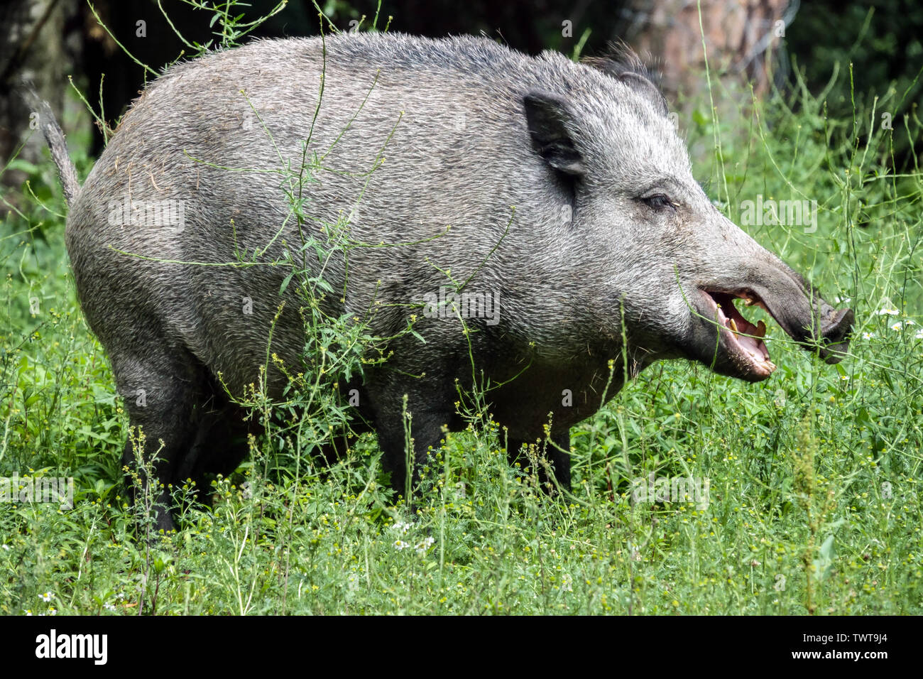 Wild pig wild boar tusks hi-res stock photography and images - Alamy