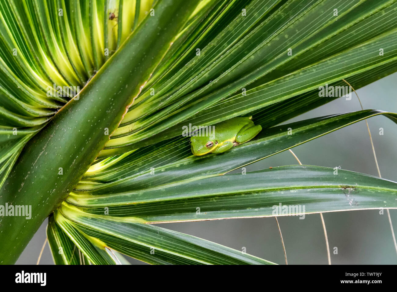 Frog pose hi-res stock photography and images - Alamy