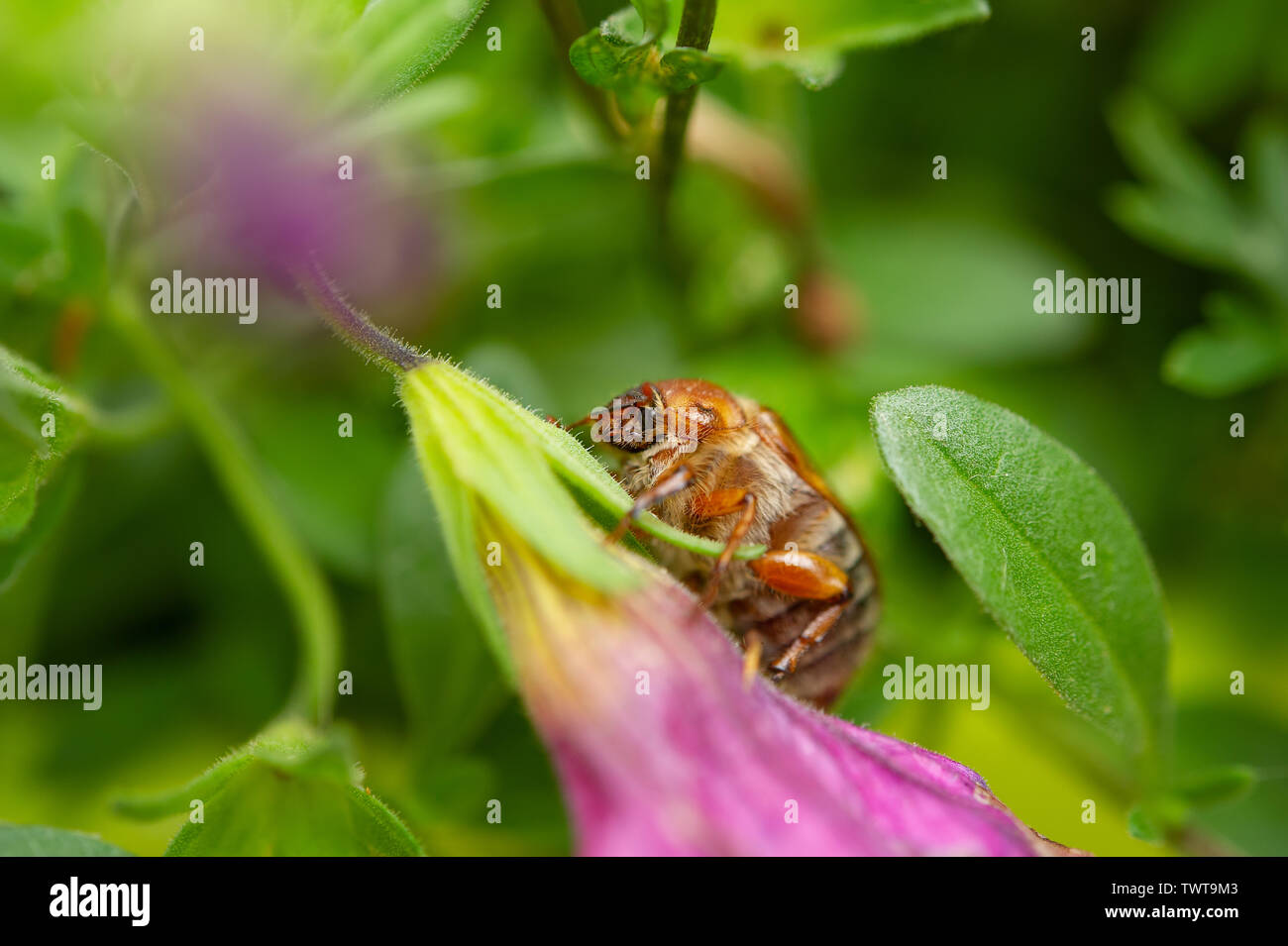 Summer chafer in green leaves. European june beetle on flower Stock ...