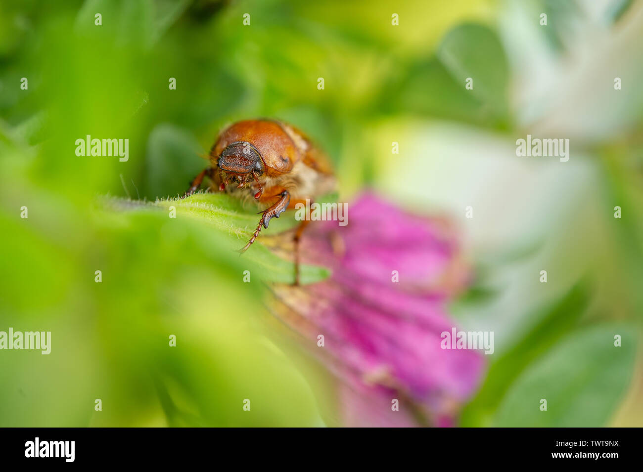 Summer chafer in green leaves. European june beetle on flower Stock ...