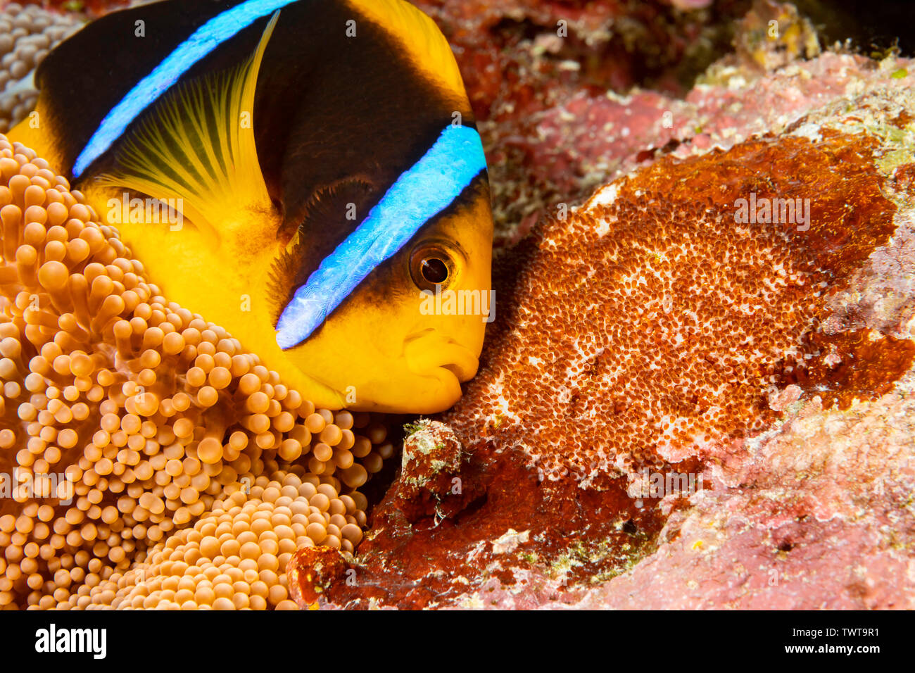 This Clark's anemonefish, Amphiprion clarkii, is tending to its egg ...