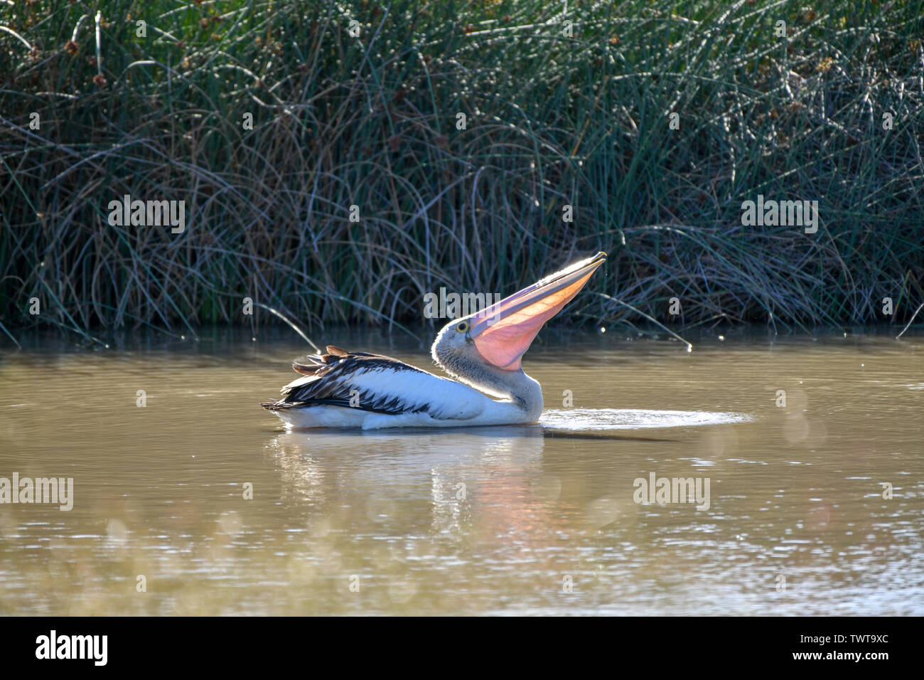 Pelican feeding hi-res stock photography and images - Alamy