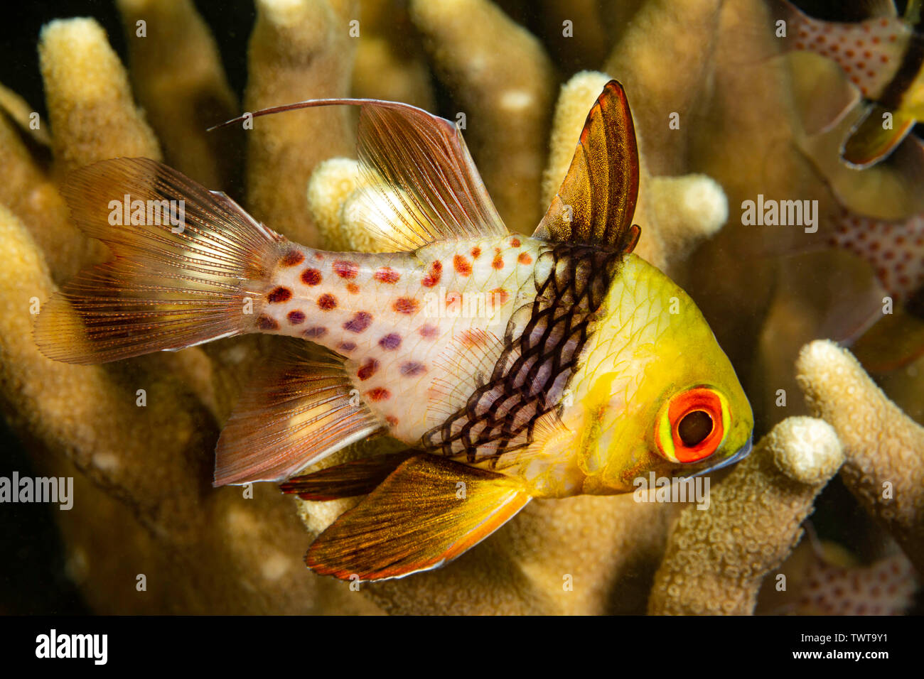 A pajama cardinalfish, Sphaeramia nematoptera, photographed at night ...